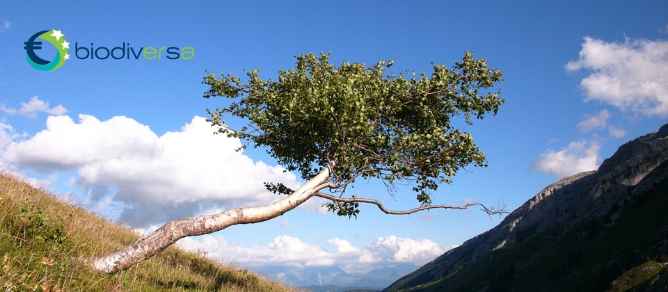 Biodiversa – Lean Business Ireland
